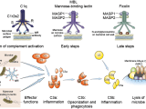 Complement System Creative Diagnostics